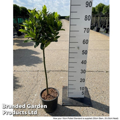 Bay Tree - 2 x 2 Litre Potted Plants (Standard - 70cm tall)