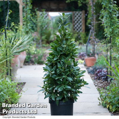 Bay Tree Pyramid 60-70cm 2 Litre Potted Plant x 1