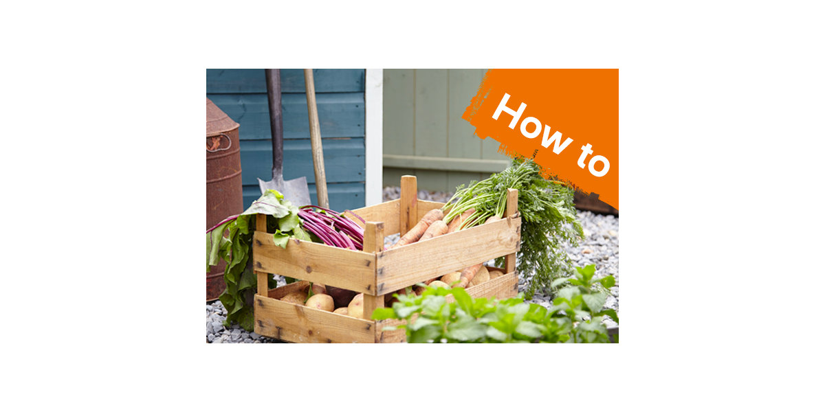 How to grow and harvest carrots at B&Q