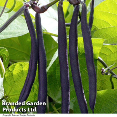 Bean Dwarf Bean Purple Teepee 1 Seed Packet (200 Seeds)