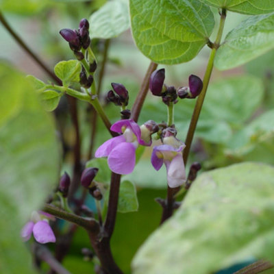 Bean Dwarf Bean Purple Teepee 1 Seed Packet (200 Seeds)