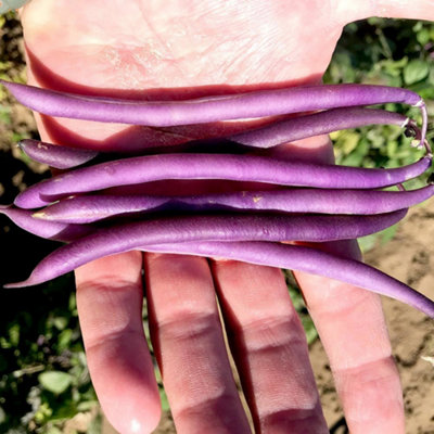 BEAN DWARF FRENCH CELINE 1 PACKET (120 SEEDS)
