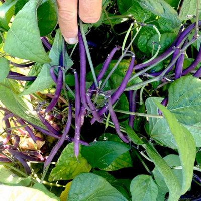 BEAN DWARF FRENCH CELINE 1 PACKET (120 SEEDS)