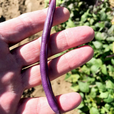 BEAN DWARF FRENCH CELINE 1 PACKET (120 SEEDS)