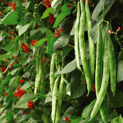 Bean Runner Scarlet Empire 30 Multi-sown Garden Ready Plants
