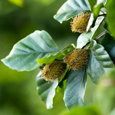 Beech Pleached Tree with 100cm Stem and 12cm Girth