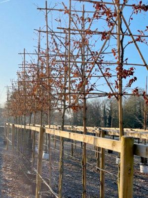 Beech Pleached Tree with 180cm Stem and 10cm Girth