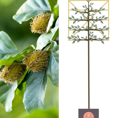 Beech Pleached Tree with 180cm Stem and 8cm Girth