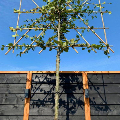 Beech Pleached Tree with 200cm Stem and 12cm Girth