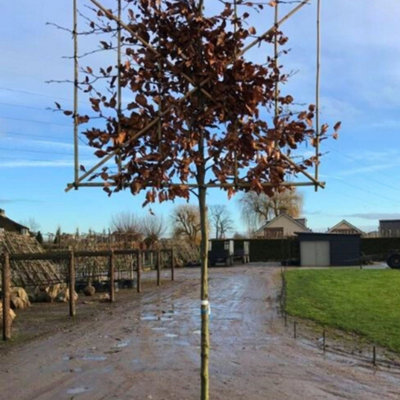Beech Pleached Tree with 200cm Stem and 14cm Girth