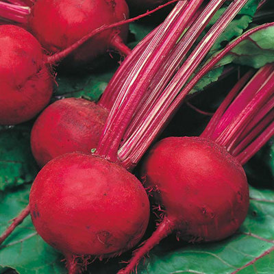 Beetroot Boltardy 6 plug plants vegetables Plants