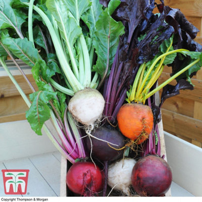 Beetroot Rainbow Mix 1 Seed Packet (250 Seeds)