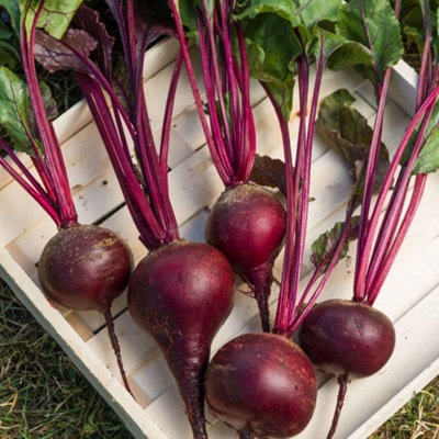 Beetroot Red Shine F1 Seeds Monogerm High Sugar Bolting-Resistant ...