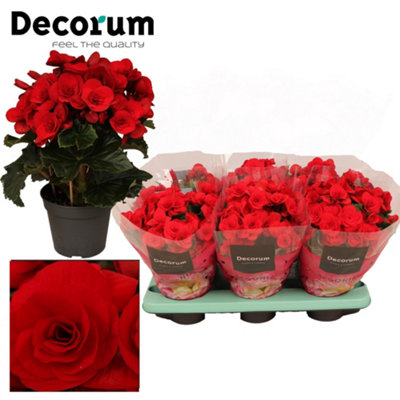 Beg Du Rood Baladin, 14cm Pot Size, 32cm Tall, Begonia, Indoor Houseplant