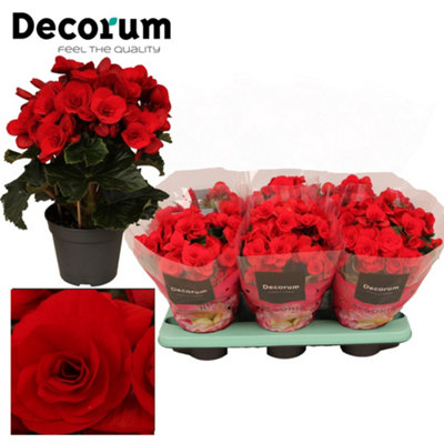 Beg Du Rood Baladin, 14cm Pot Size, 32cm Tall, Begonia, Indoor Houseplant