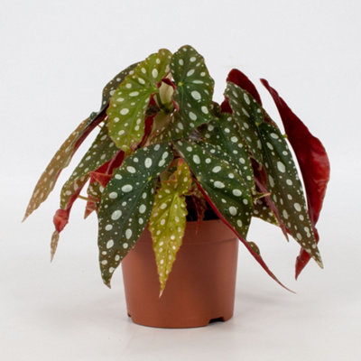 Beg Maculata Silverspot, 12cm Pot Size, 20cm Tall, Silver Limbo Begonia ...