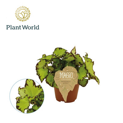 Beg Rex Jive, 12cm Pot Size, 25cm Tall, Rex begonia, Indoor Houseplant