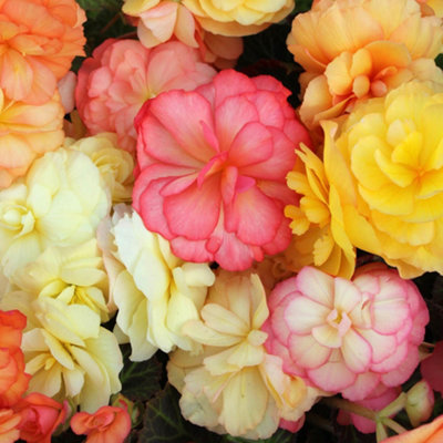 Begonia Amber Delight plug x 12
