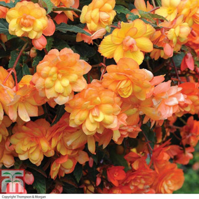 BEGONIA APRICOT SHADES 50 TUBERS