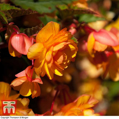 Begonia Apricot Shades Improved 15 Garden Ready Plants