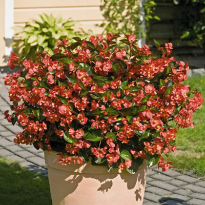 Begonia Big/Whopper Mix x 12 Jumbo Plugs