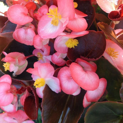 Begonia Bronze Leaf Rose Bedding Plants 3 x 6 Pack - Compact Summer ...