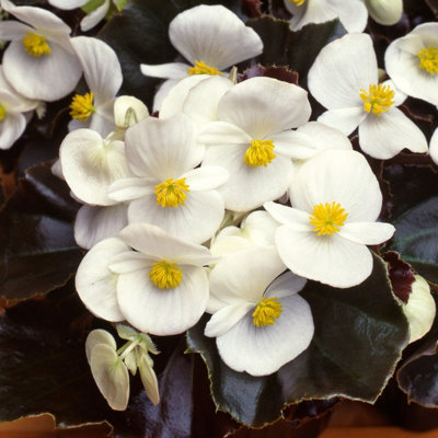 Begonia Bronze Leaf White Bedding Plants 3 x 6 Pack - Compact Summer ...