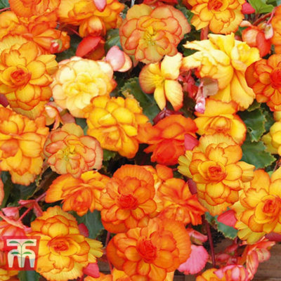 Begonia Cascading Fireball 10 Tubers