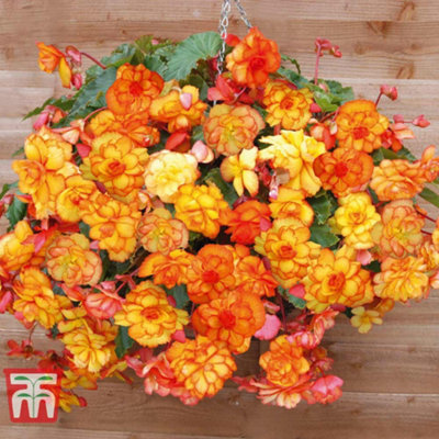 Begonia Cascading Fireball 20 Tubers