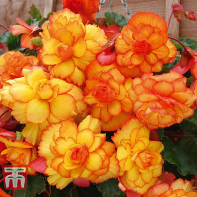 Begonia Cascading Fireball 5 Tubers