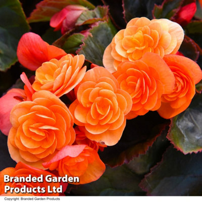 Begonia Catrin Patio Planter and Compost Collection - 6 Plants, + Patio ...