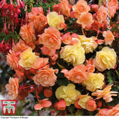 Begonia Fragrant Falls Duo 40mm Plug Plant x 4 (Contains 2 each of ...