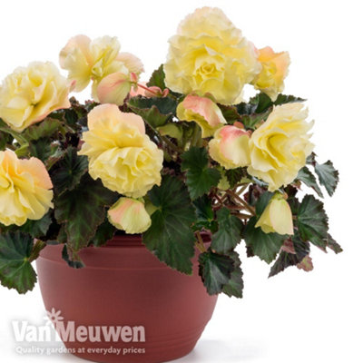 Begonia Fragrant Falls Lemon Delight 4 Jumbo Plug Plants