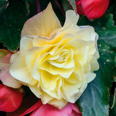 Begonia Fragrant Falls Trailing Lemon 40mm Plug Plant x 1