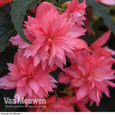 Begonia Funky Pink 24 Plug Plants