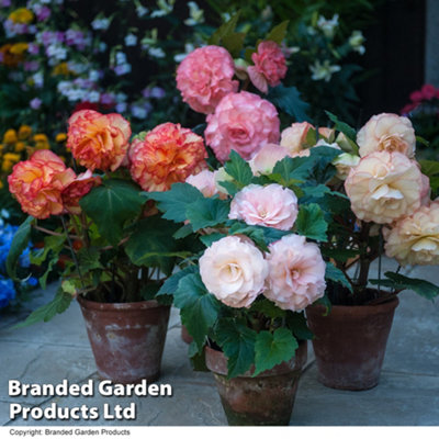 Begonia Giant Picotee Mixed - 5 Tubers