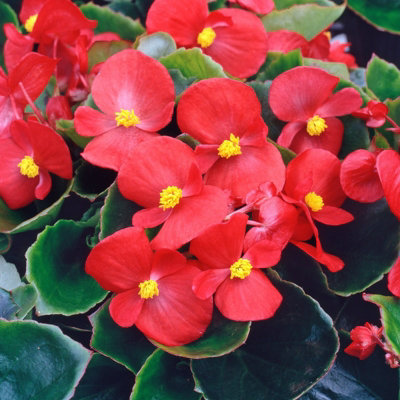 Begonia Green Leaf Scarlet Bedding Plants 1 x 6 Pack - Compact Summer ...