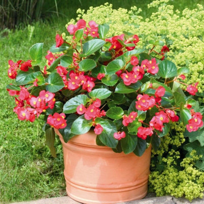 Begonia Green Leaf Scarlet Bedding Plants 2 x 6 Pack - Compact Summer ...