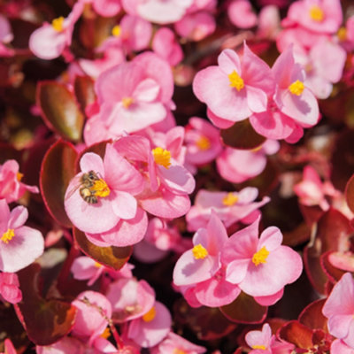 Begonia Heaven Pink Flowering Outdoor Bedding Plug Plants Garden Ready ...