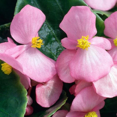 Begonia Heaven Pink Flowering Outdoor Bedding Plug Plants Garden Ready ...