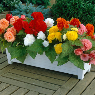 Begonia 'Non Stop' Mix 120 Pro Plug Ready To Grow On