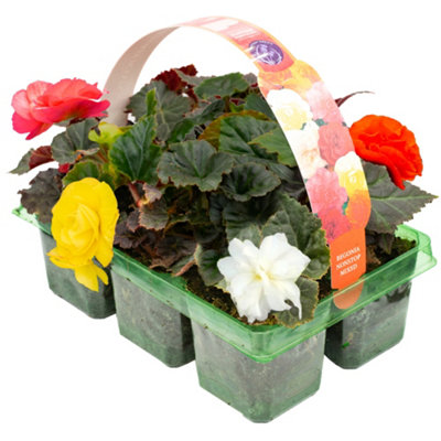 Begonia Non-Stop Mixed Basket Plants: Vibrant Color Mix, Continuous ...