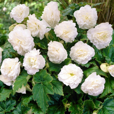 Begonia Non Stop White Flowering Outdoor Bedding Plug Plants Garden ...