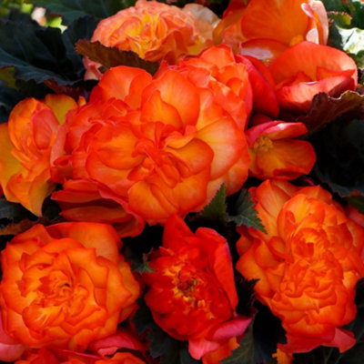 Begonia Nonstop Fire 48 Plug Plants