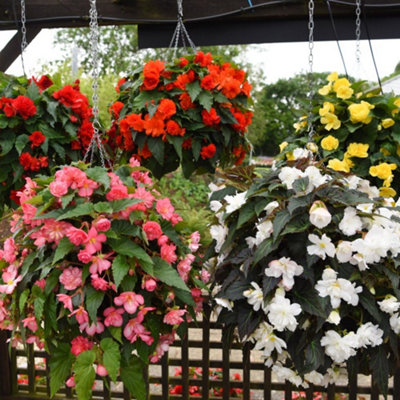 Begonia Nonstop Joy Mix 6 Plug Plants