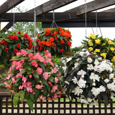 Begonia Nonstop Joy Mix 6 Plug Plants