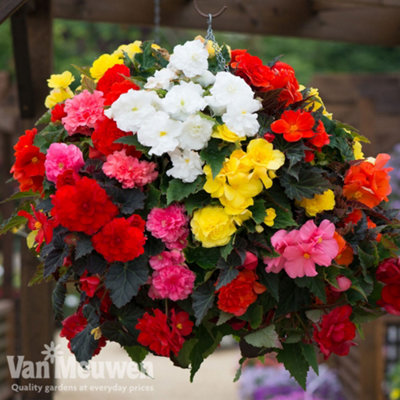 Begonia Nonstop Mixed 24 Plug Plants | DIY at B&Q