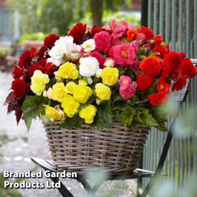 Begonia Nonstop Mixed 24 Plug Plants