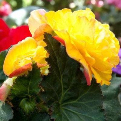 Begonia Nonstop Yellow Red Back Bedding Plants 1 x 6 Pack - Easy Grow ...