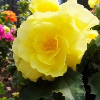 BEGONIA NONSTOP YELLOW RED BACK BEDDING PLANTS 2 X 6 PACK - EASY GROW ...